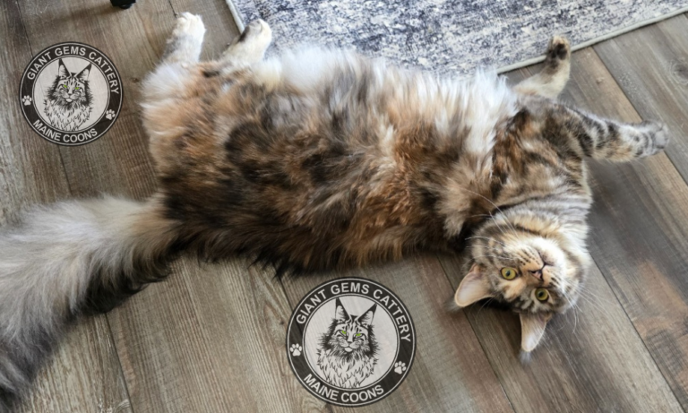 “Sabra” Primrose – Giant Gems Cattery