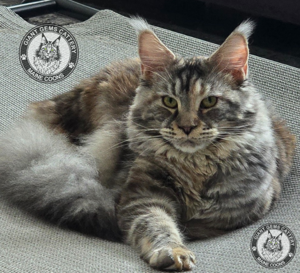 Premium Maine Coon Cats - Giant Gems Cattery