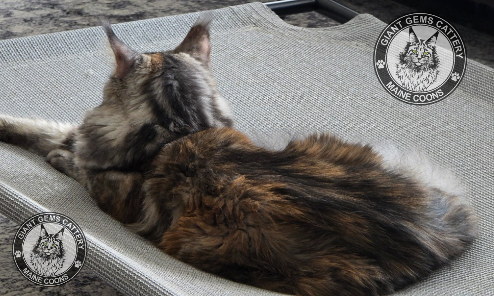 “Sabra” Primrose – Giant Gems Cattery